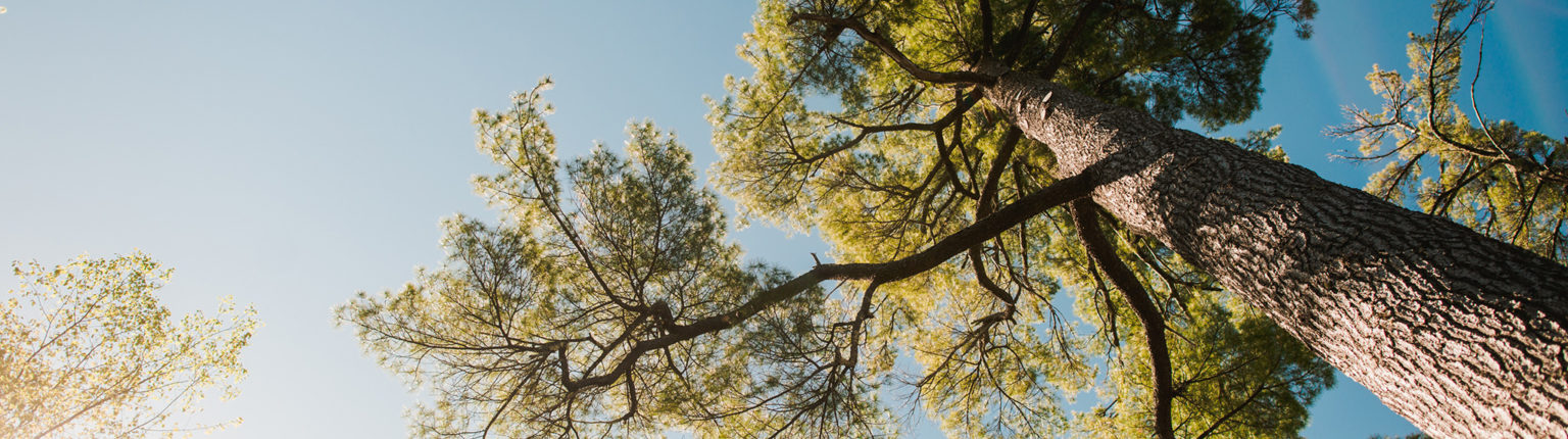 Home - mySJC Dashboard